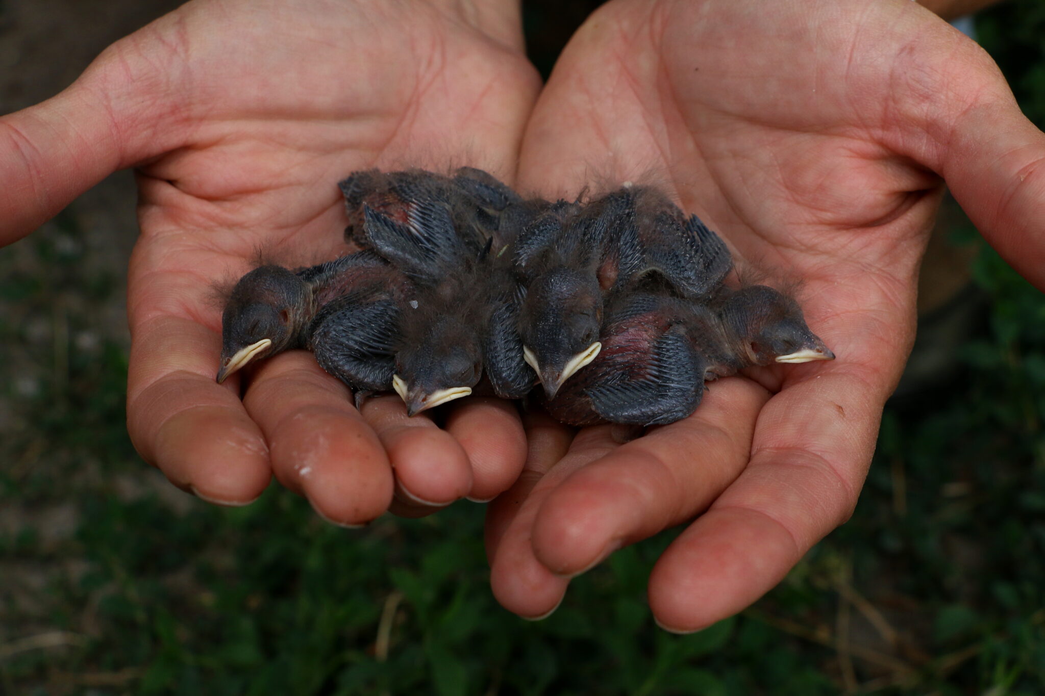 Minden, amit a fecskékről tudni érdemes - Future of Debrecen